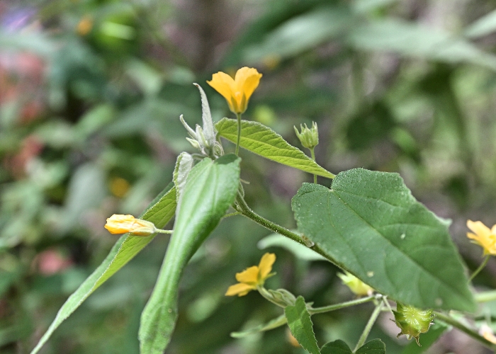 North Queensland Plants - Malvaceae